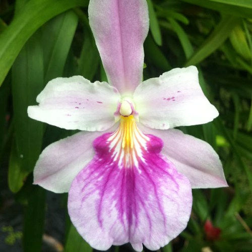 Miltonia Spectabilis Care Key Guna Orchids